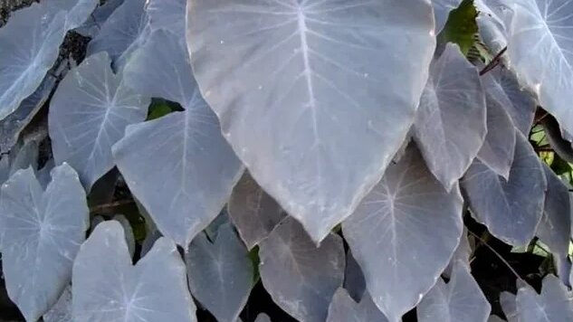 Colocasia Esculenta - Black Magic Plant - Смотреть онлайн в поиске ...