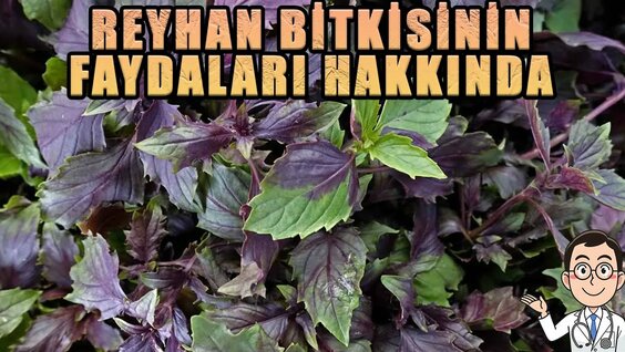 reyhan bitkisi: 831 video Yandex'te bulundu