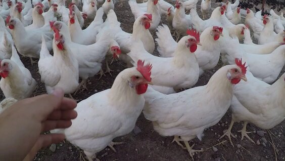 yumurta tavuk cinsleri ve özellikleri: 958 video Yandex'te bulundu