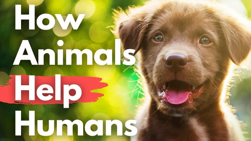 How Animals Help Us: How Animals Help Human Lives - Смотреть онлайн в ...