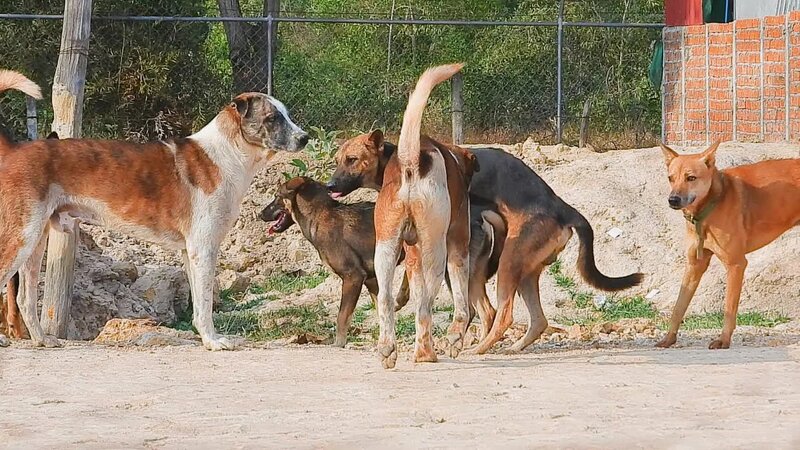 Street Dogs Asian Mating in Field - Pets Season Breeding - Yandex Video ...