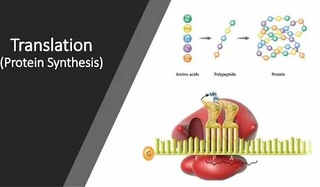 Translation (protein synthesis) - Yandex Video aramada çevrimiçi izle