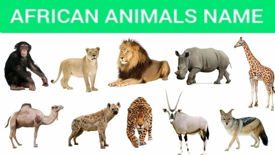 africa hayvanlar= boyama: 1 bin video Yandex'te bulundu