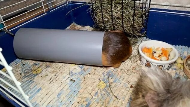 Морские свинки - плюсы и минусы. Морские свинки как домашние животные ...