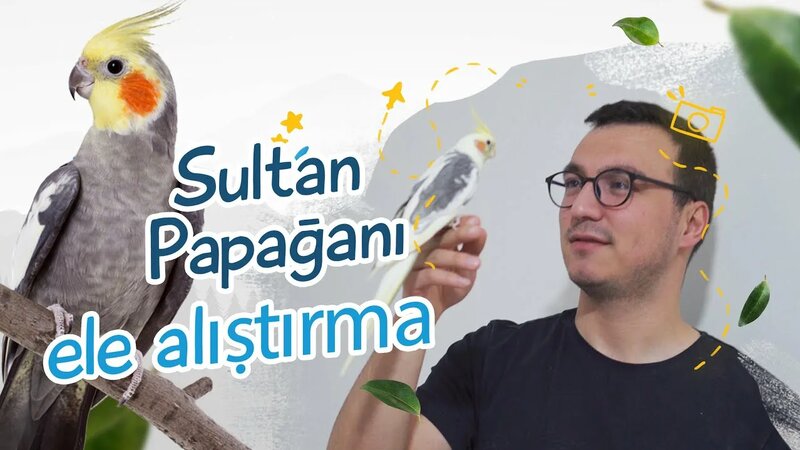 Sultan Papağanı Ele Alıştırma (En Basit Yöntem) - Yandex Video aramada ...