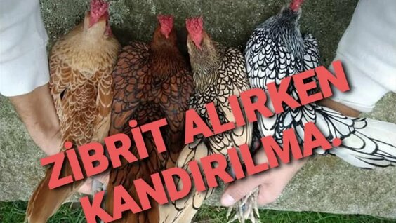 zibrit tavuk: 932 video Yandex'te bulundu