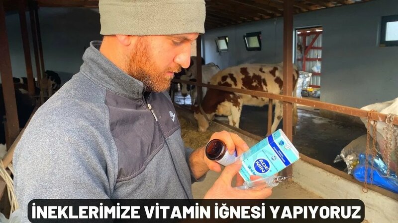 Büyükbaşta iğne nasıl ve nereye yapılır | | ademin geliştirme iğnesi ...