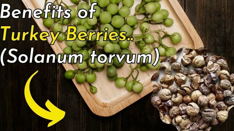 Turkey Berries || 5 Amazing Benefits of Turkey Berries || Exploring the ...