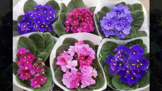 benovse resimleri buket: 1 bin video Yandex'te bulundu