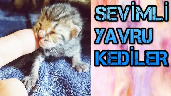 yavru süs kedileri: 904 video Yandex'te bulundu