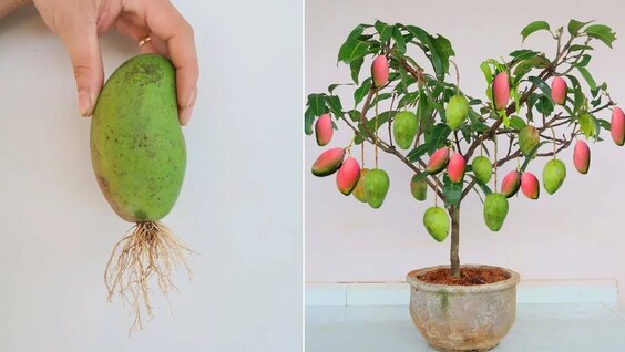 mango ağacı resmi: 613 video Yandex'te bulundu