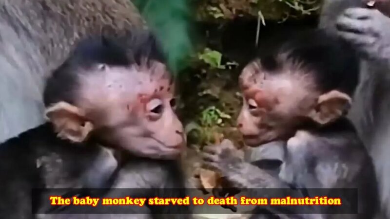 The baby monkey starved to death from malnutrition. Mother monkeys don ...