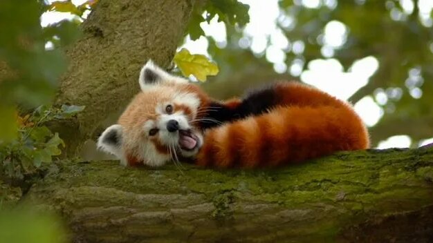 Red panda sounds, red panda squeak - Смотреть онлайн в поиске Яндекса ...