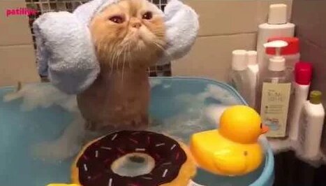 Kediler yıkanır mı? Kediler yıkanmaktan hoşlanır mı? (Cevaplıyoruz ...