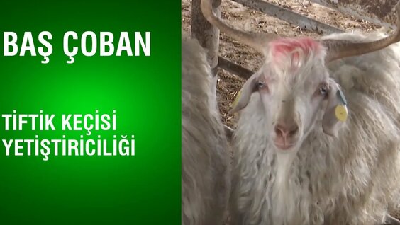 tiftik keçisi: 620 video Yandex'te bulundu