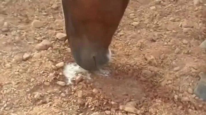 Видео Mating OF Horses # Stallion Abdon....flv | OK.RU - Смотреть ...