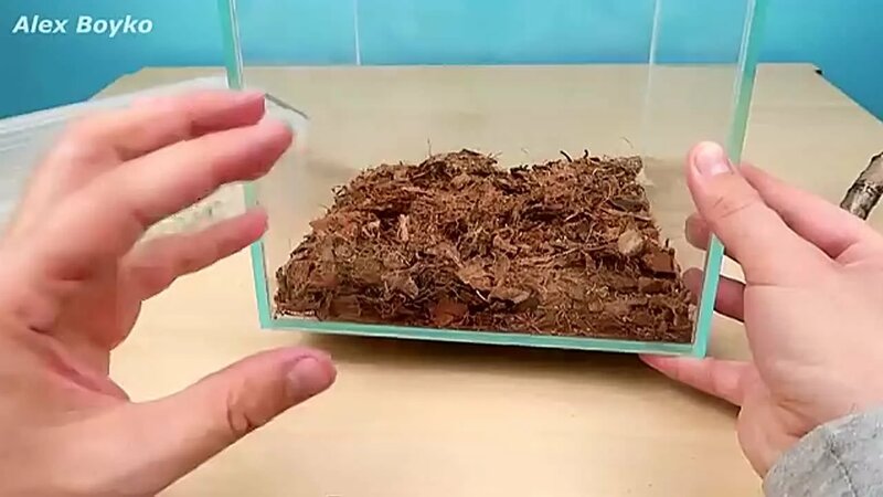 Возвращение Богомола! Новый Богомол против Тараканов! alex boyko ...