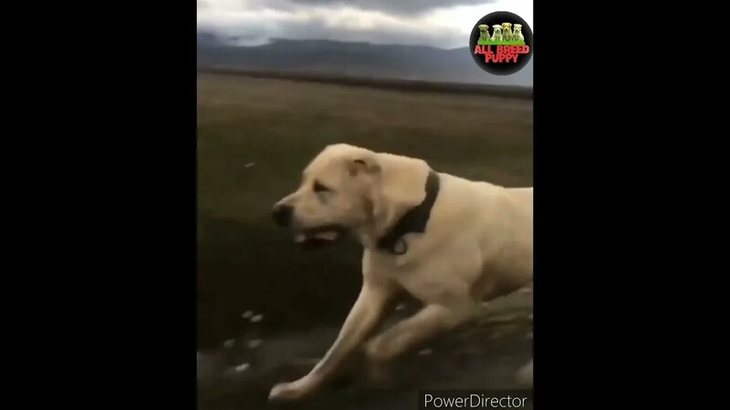 Kangal dog | gaint dog | gaint dog breeds | kangal dog fight real ...