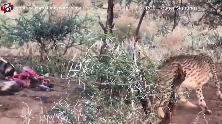 V-76 TOP-MIXShow Animals Moments Собаки WILD DOGS VS BIG CAT Moments ...