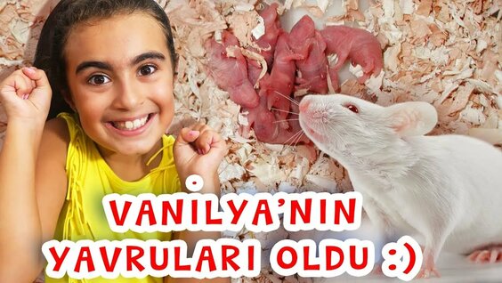 yavru fare: 893 video Yandex'te bulundu