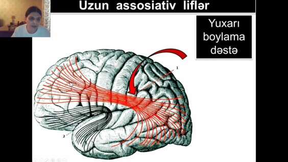 odam anatomiyasi kirnigi xaqda: 610 video Yandex'te bulundu