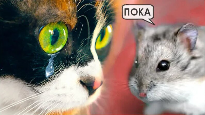 Степы Больше НЕТ... — Видео от Slivki Show [Сливки ШОУ] - Смотреть онлайн в поиске Яндекса по Видео