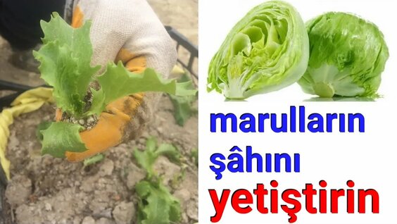 marul çizimi: 613 video Yandex'te bulundu