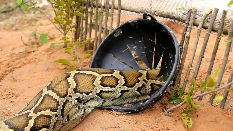 Awesome Big Snake Trap Using Cage Trap - How To Make Big Python Snake ...