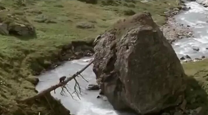 Видео Медвежонок и пума. Трогательное видео. Никогда не сдавайся!_Hd ...