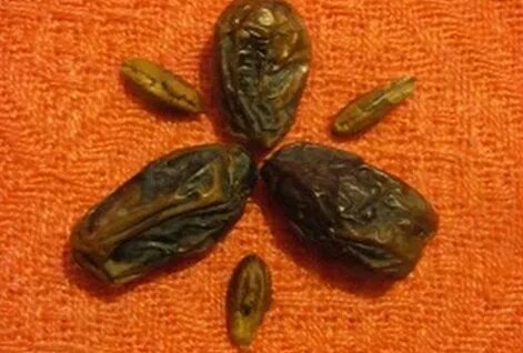 hurma ağacı fidesi: 724 video Yandex'te bulundu