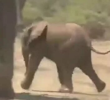 yavru fil: 977 video Yandex'te bulundu