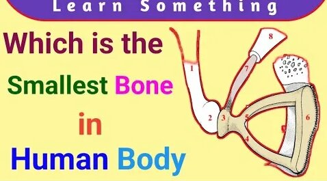 Which is the smallest Bone in the human body? || Interesting facts ...