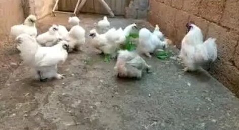 habeş tavuğu: 624 video Yandex'te bulundu