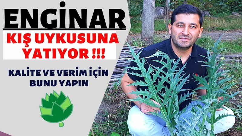 Enginar yetiştiriciliği enginarda yüksek verim ve kalite için bunu ...