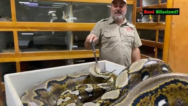 QO'LGA Olingan Dunyodagi ENG Katta İlonlar / Дунёдаги ЭНГ Катта Илонлар ...