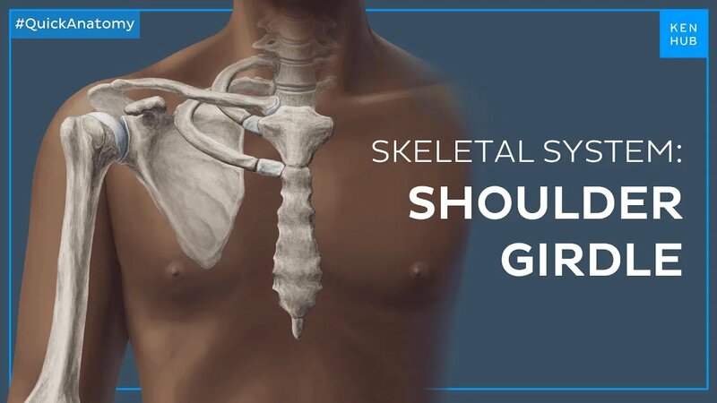 Shoulder (pectoral) girdle: Bones and location - Quick Anatomy | Kenhub ...