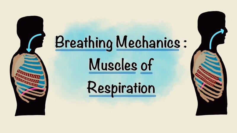 Muscles of Respiration | Breathing Mechanics | Respiratory Physiology ...