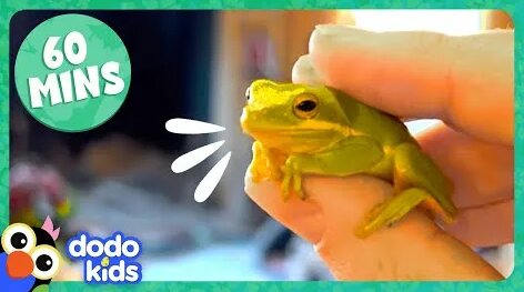 60 Minutes Of Animals We Just Want To Hug | Dodo Kids | Animal Videos ...