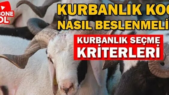 kurbanlık koç resimleri: 920 video Yandex'te bulundu