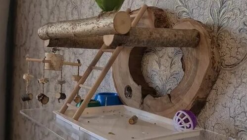 Prisada.RU | -"Птичка". Волнистик обживает настенную присаду. Как вам ...