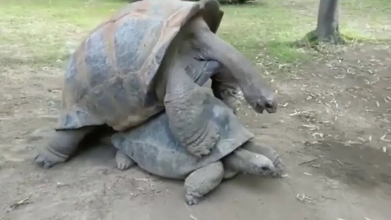 Animal mating compilation /Dog mating / Horse Mating /monkey mating /# ...