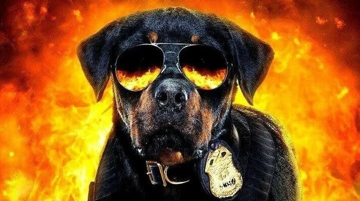 Видео Псы под прикрытием / Show Dogs (2018). комедия, приключения | OK ...