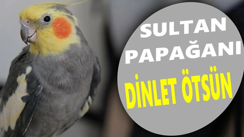 EN Basit Yöntem Sultan Papağanı Öttürme Dinlet Ötsün sultan papağanı ...