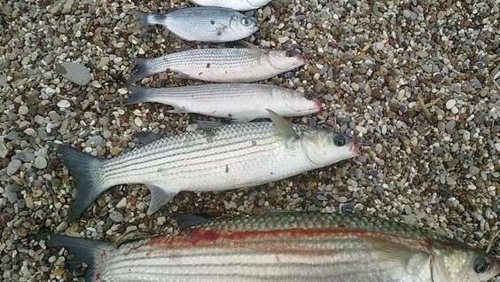 kefal: 964 video Yandex'te bulundu