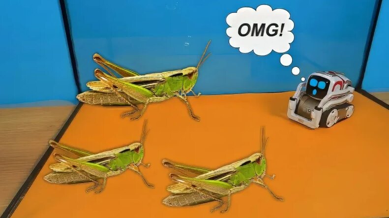 Что если робот Cozmo увидит огромную африканскую Саранчу? — Видео от ...