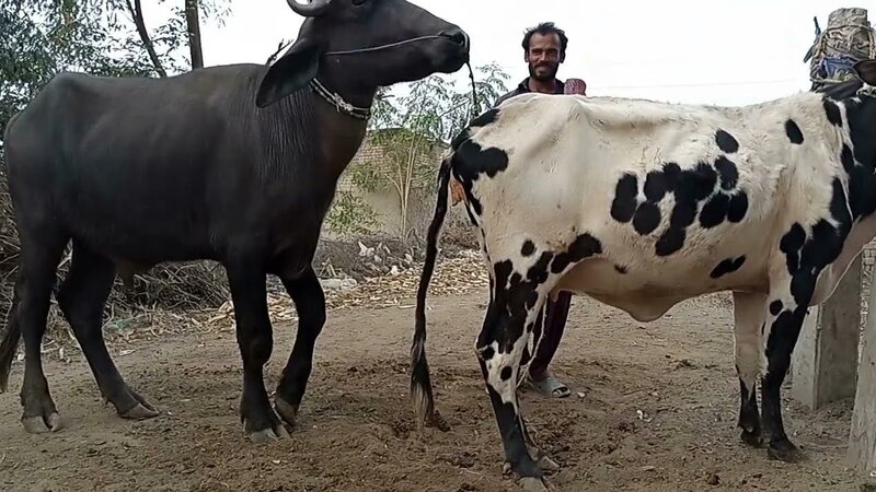 natural animal cross meeting#animals #meating animal natural buffalo ...