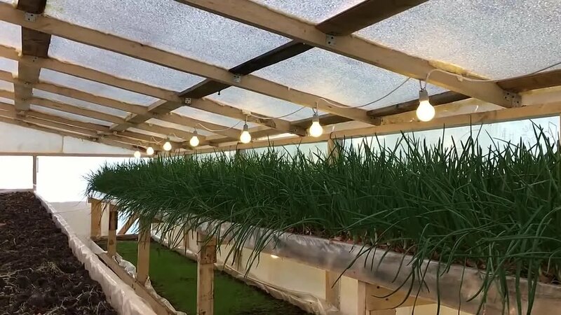 ТОП 10 ошибок при выгонке лука на перо в коммерческих целях! — Видео от ...