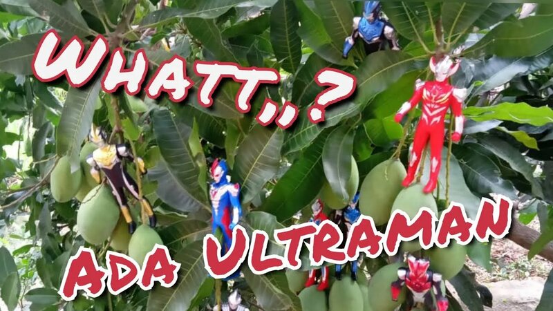 Zzzttt..!!Berburu mencari mainan Ultraman di pohon Mangga muda berbuah ...