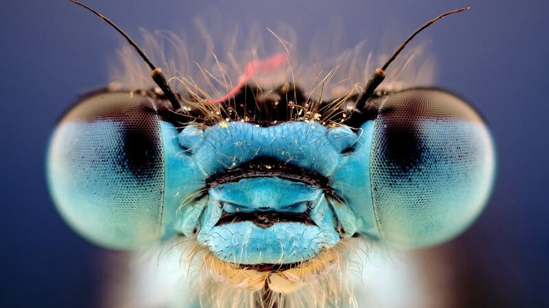 Звук стрекозы.| Звуки насекомых | The sound of a dragonfly in flight ...
