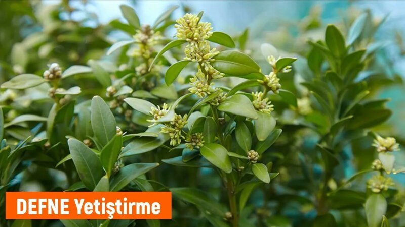 Defne Ağacı Yetiştirme (Ekimi -Faydaları ) - Смотреть онлайн в поиске ...